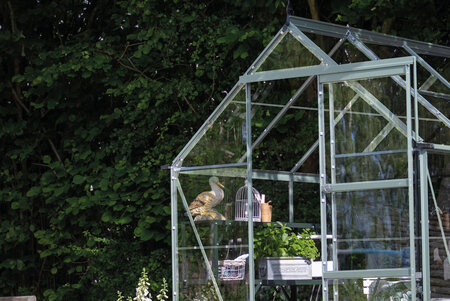 6x6 Halls ICON 6 Aluminium Greenhouse - 3mm Horticultural Glass